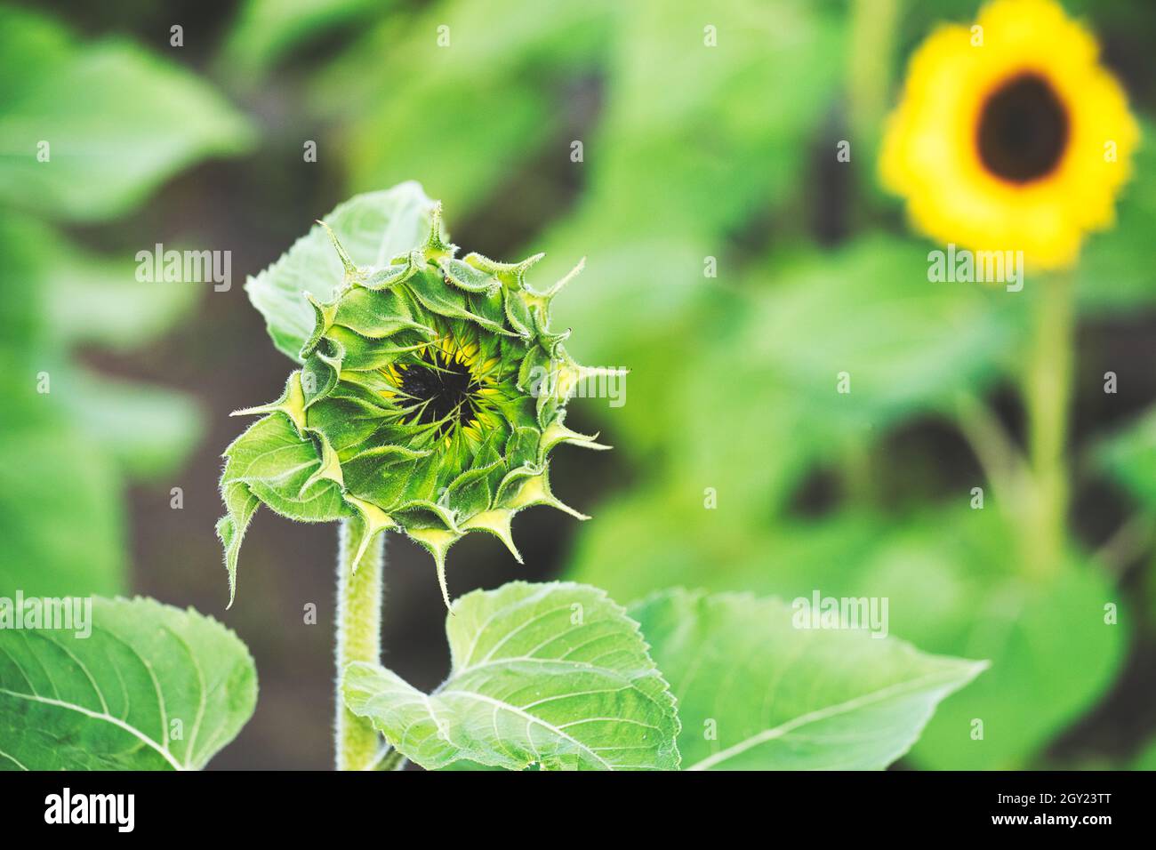 Emerging opening sunflower (Helianthus Annuus Stock Photo - Alamy