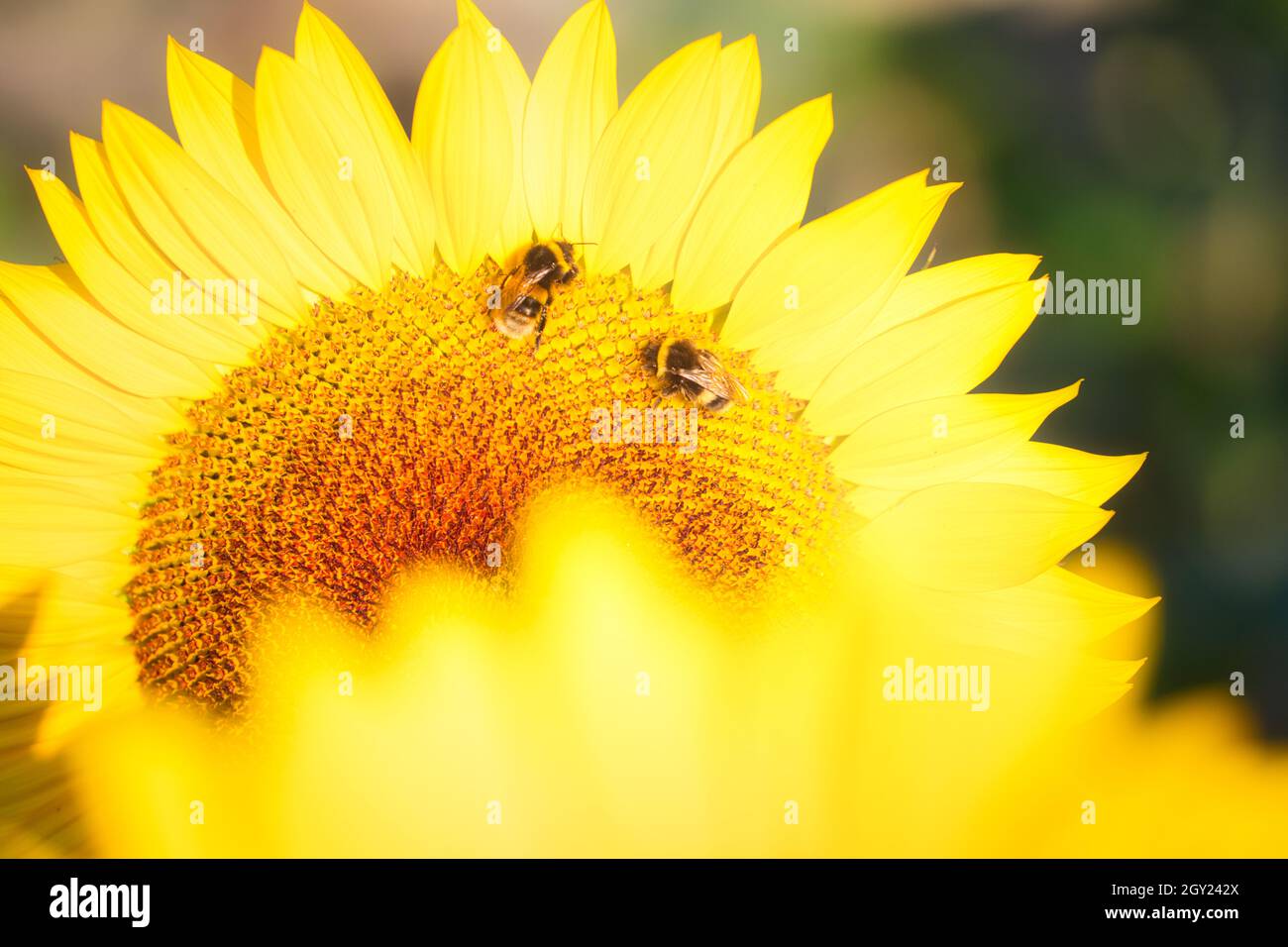 Close up of bees (Hymenoptera) on giant sunflower (Helianthus Annuus ...