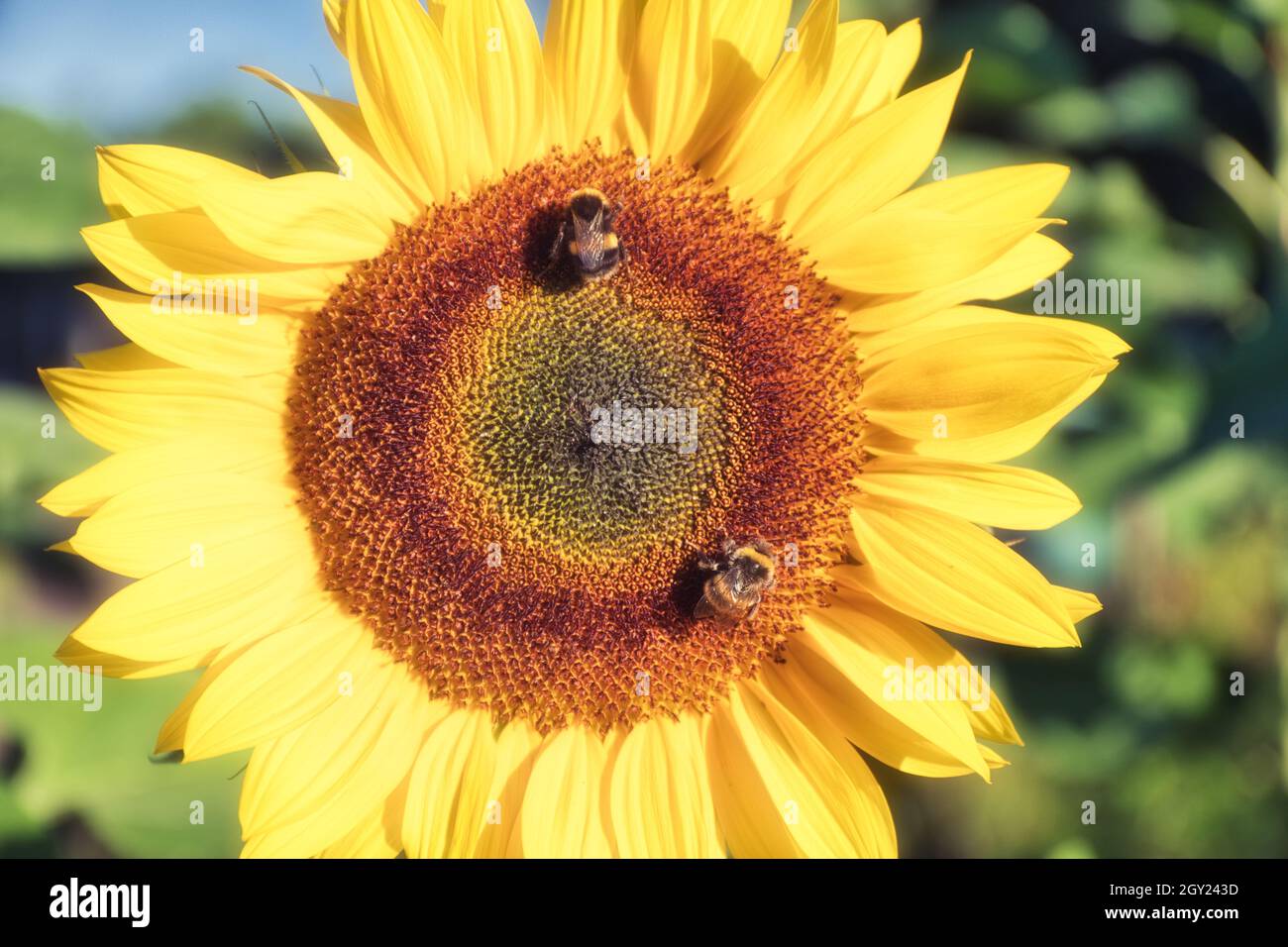 Close up of bees (Hymenoptera) on giant sunflower (Helianthus Annuus ...