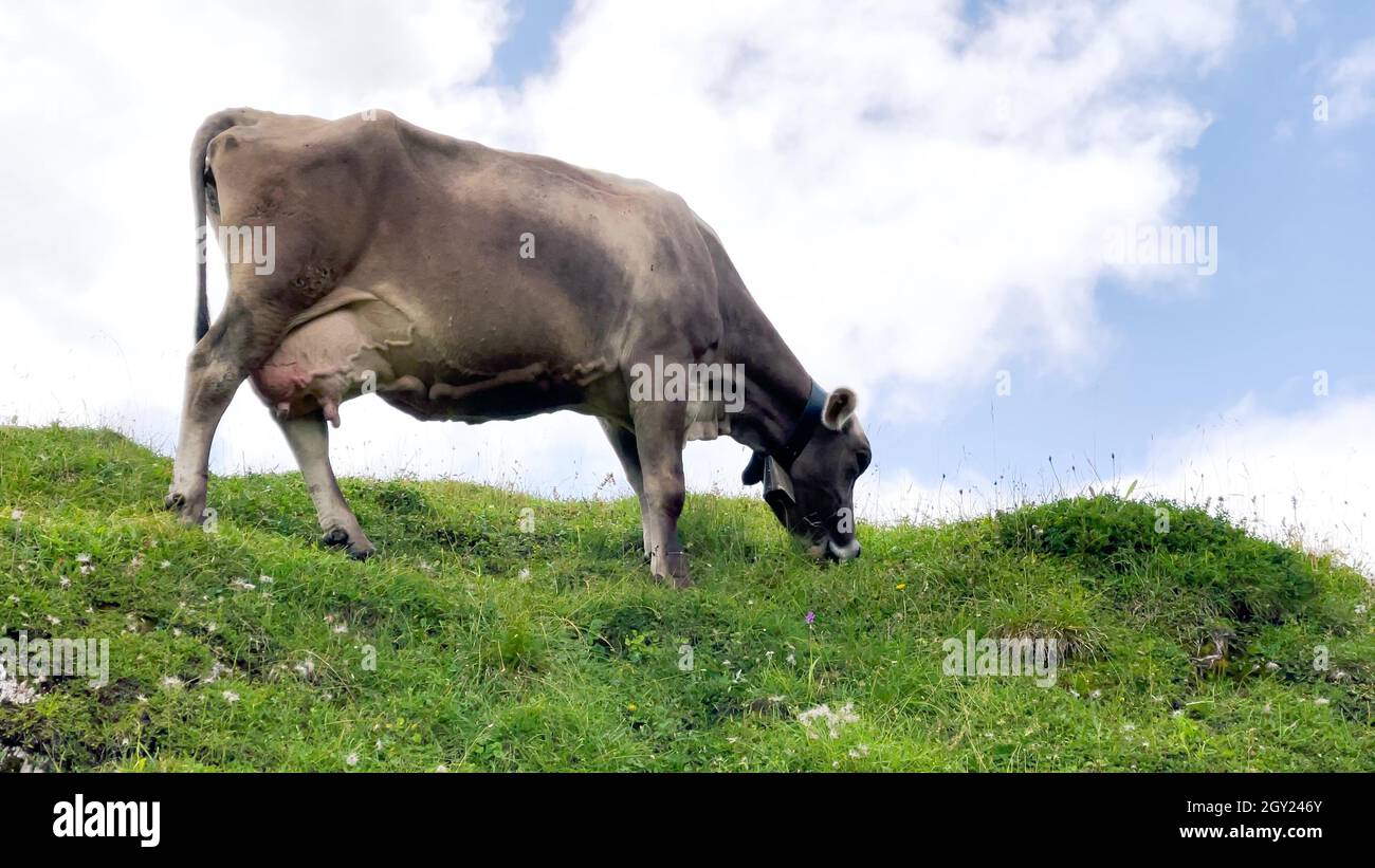 Crazing cow in the mountain, summer season Stock Photo - Alamy