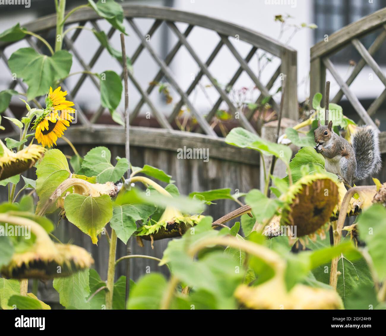 Portrait of an Eastern Gray Grey Squirrel (Sciurus Carolinensis ...