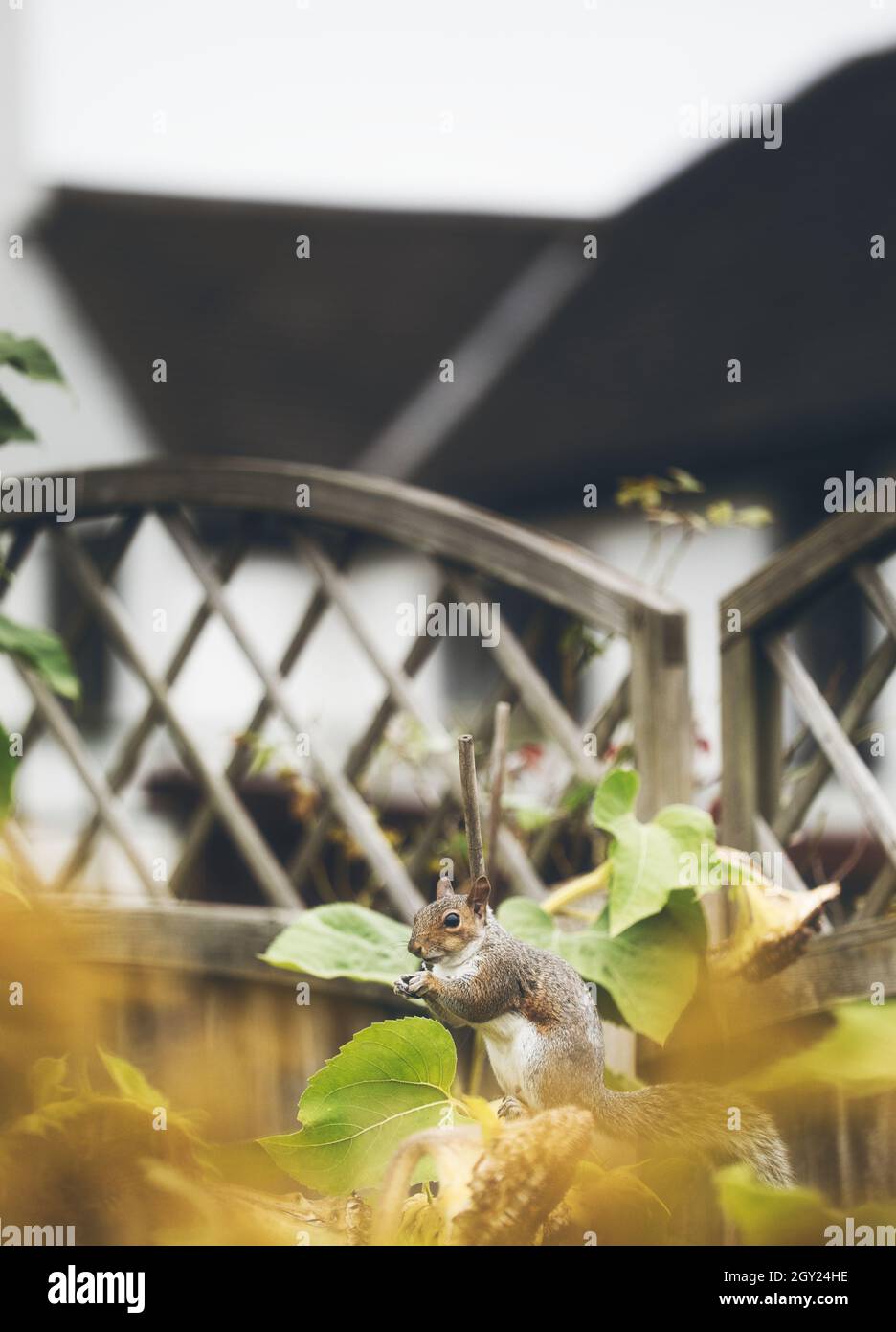Portrait of an Eastern Grey Gray Squirrel (Sciurus Carolinensis ...