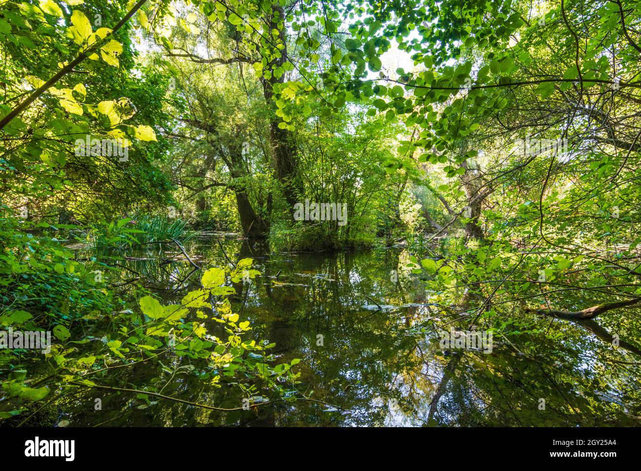 Zitny ostrov (Great Rye Island, Große Schüttinsel): anabranch, arm of ...