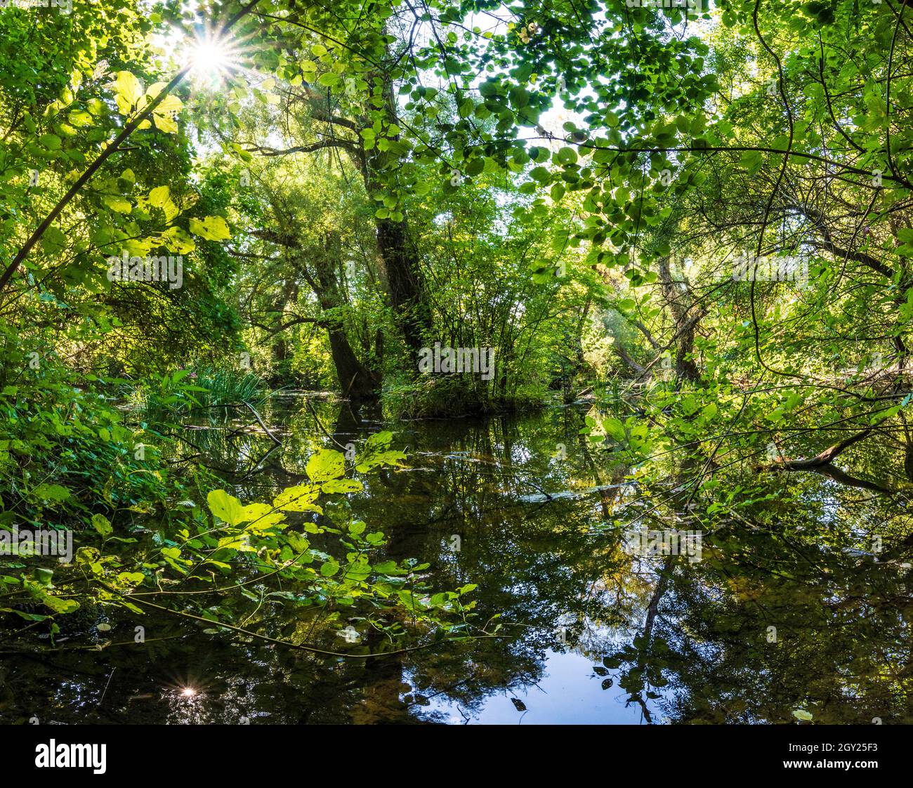 Zitny ostrov (Great Rye Island, Große Schüttinsel): anabranch, arm of ...