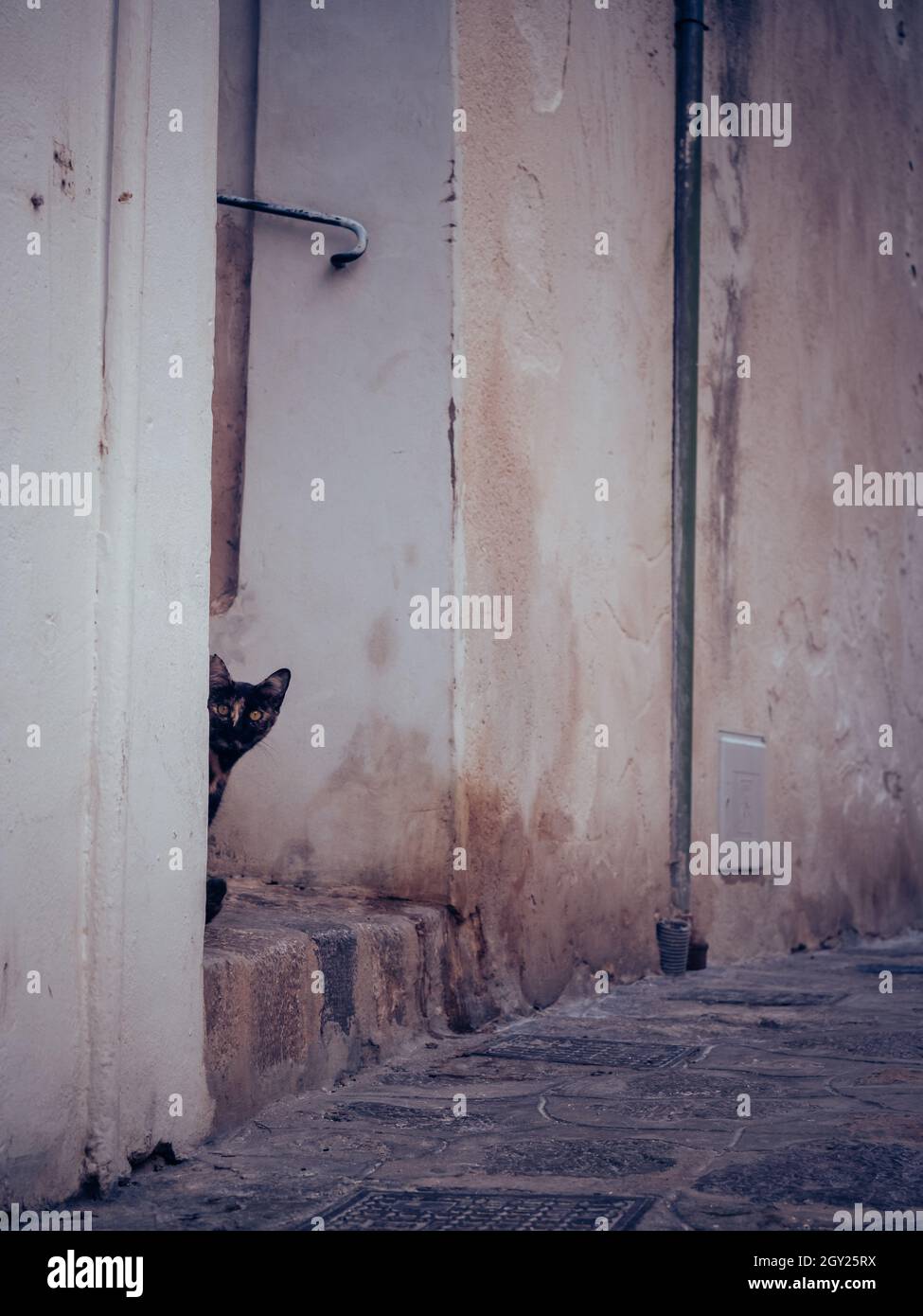 Beautiful black cat hiding behind the wall outdoors Stock Photo - Alamy