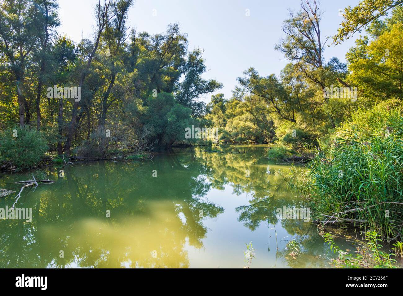 Danube forest hi-res stock photography and images - Alamy