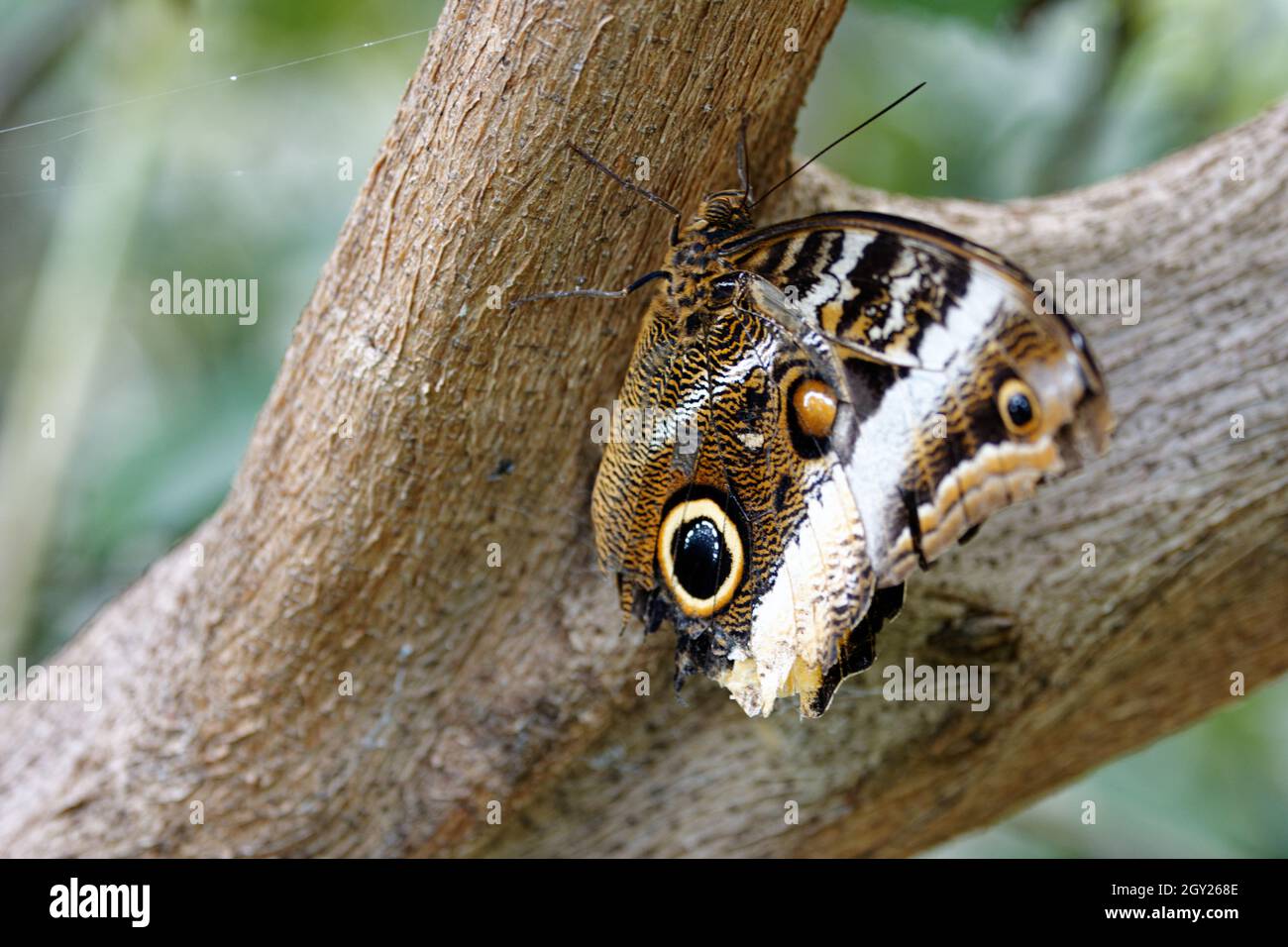 A butterfly in a zoo in the Netherlands. A beautiful butterfly that you ...