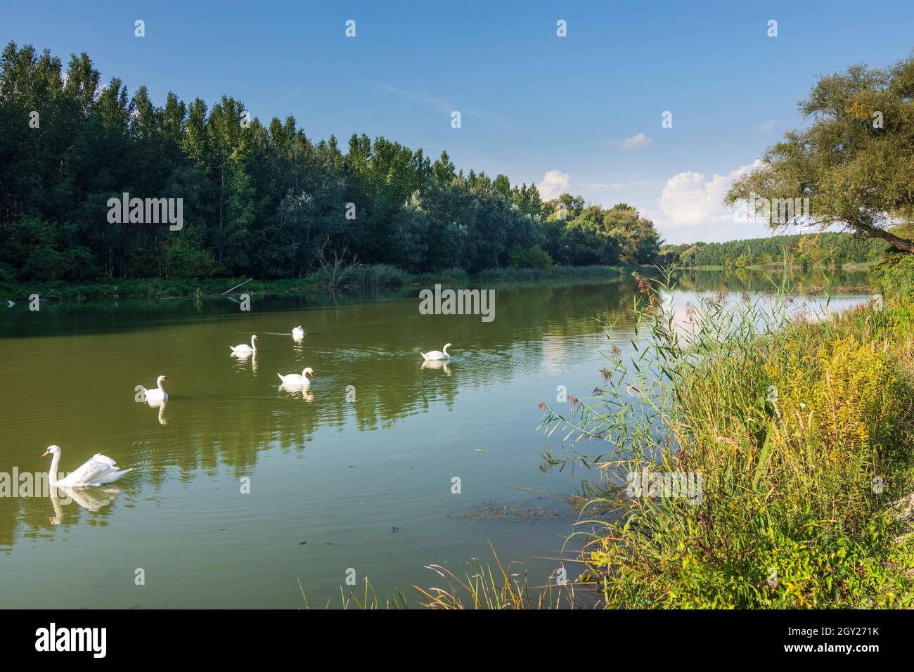 Zitny ostrov (Great Rye Island, Große Schüttinsel): anabranch, arm of ...