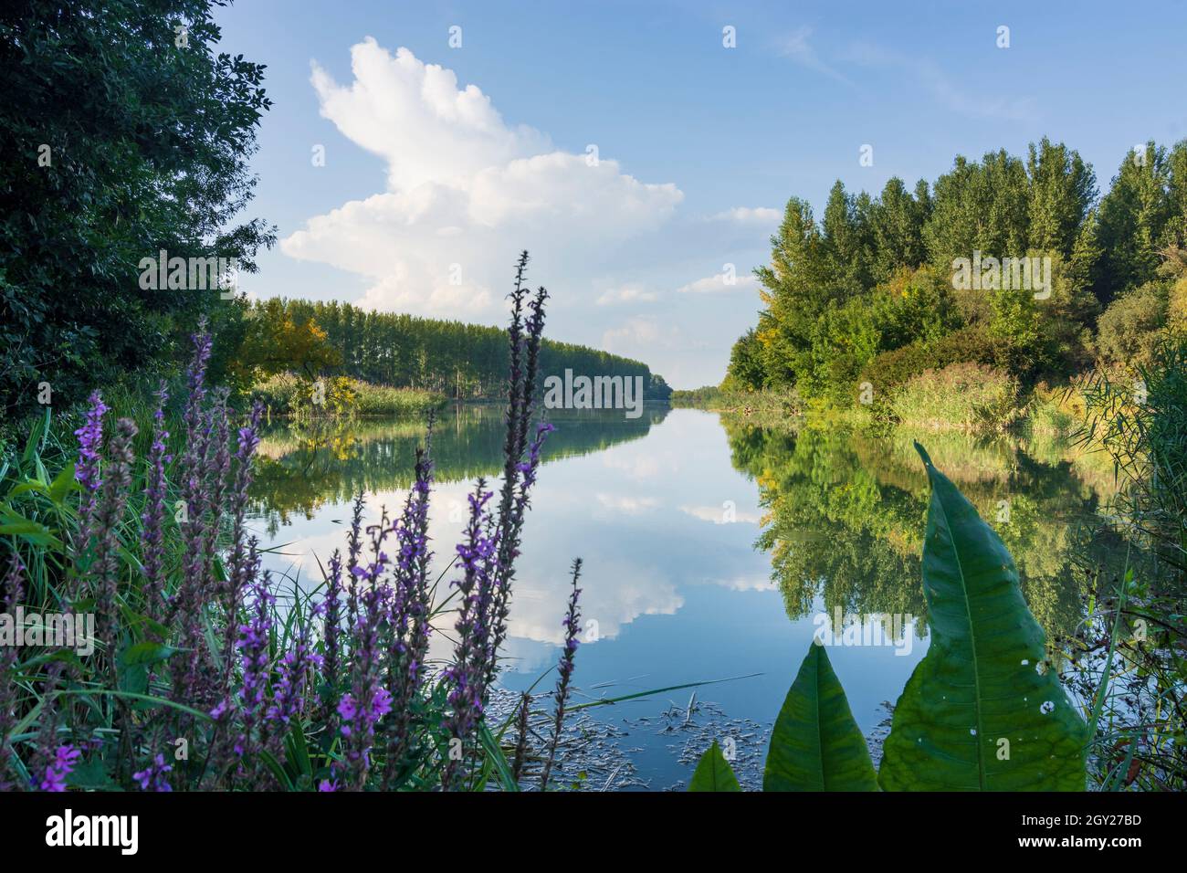Zitny ostrov (Great Rye Island, Große Schüttinsel): anabranch, arm of ...