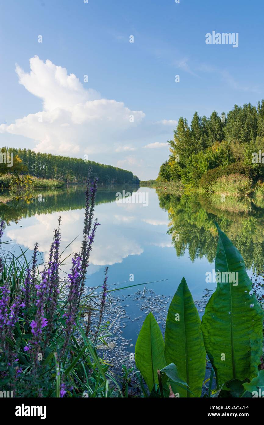 Zitny ostrov (Great Rye Island, Große Schüttinsel): anabranch, arm of ...