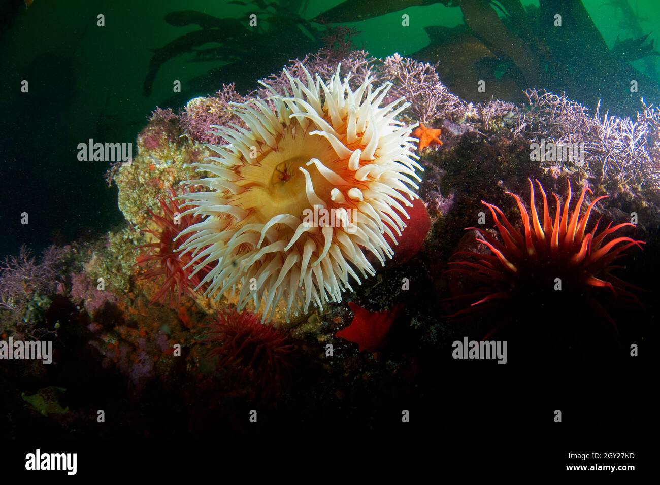 Attached to the substrate hi-res stock photography and images - Alamy