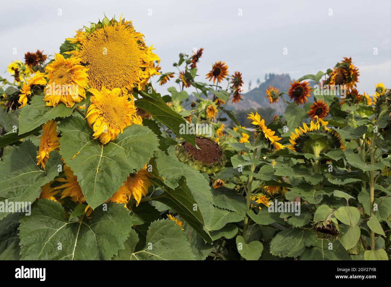 A field of sunflowers growing in Oregon in October Stock Photo - Alamy