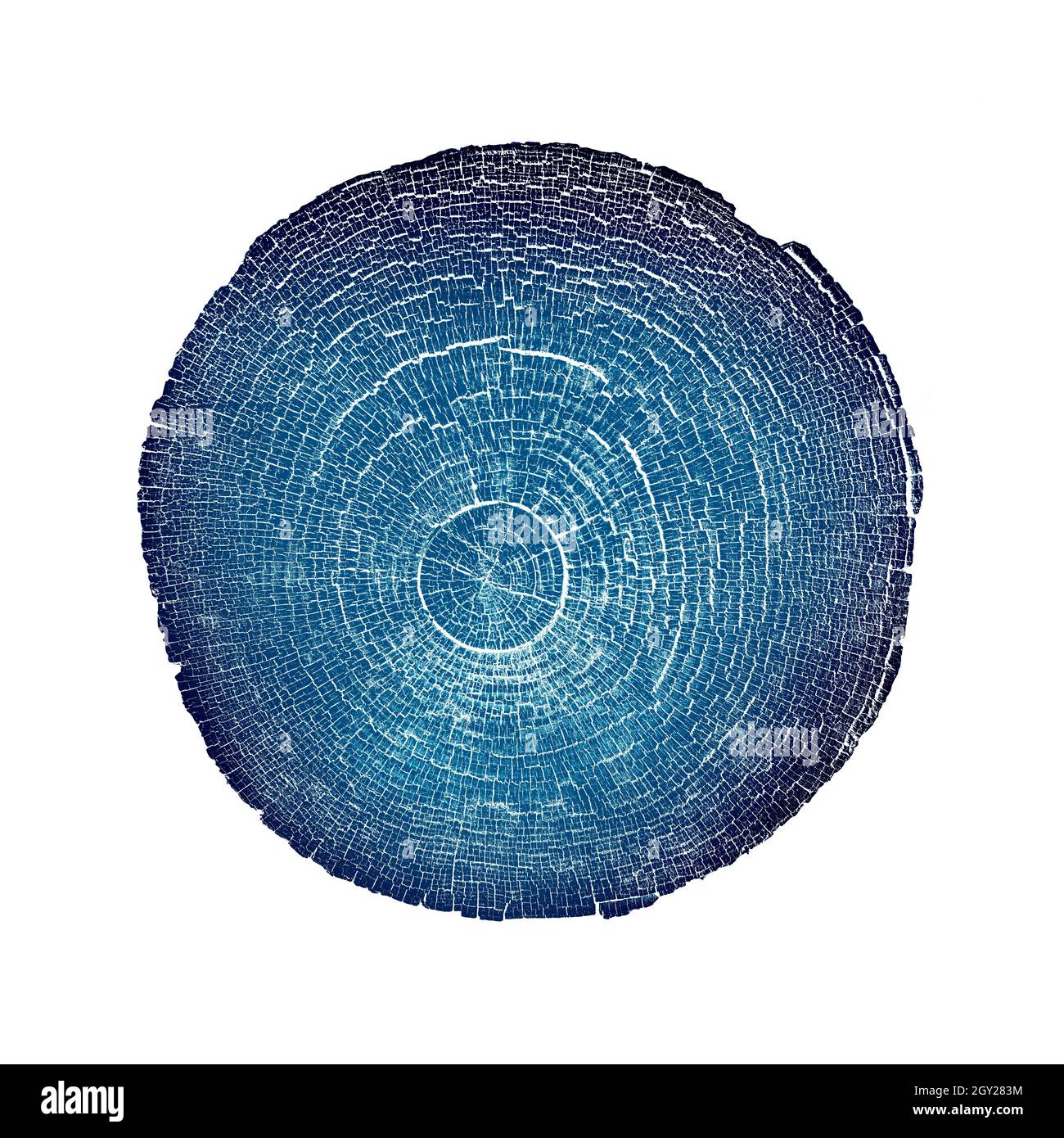 Tree Rings Print