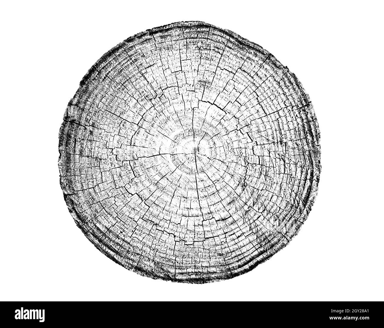 Realistic detailed Black and White Stock Photos & Images - Alamy