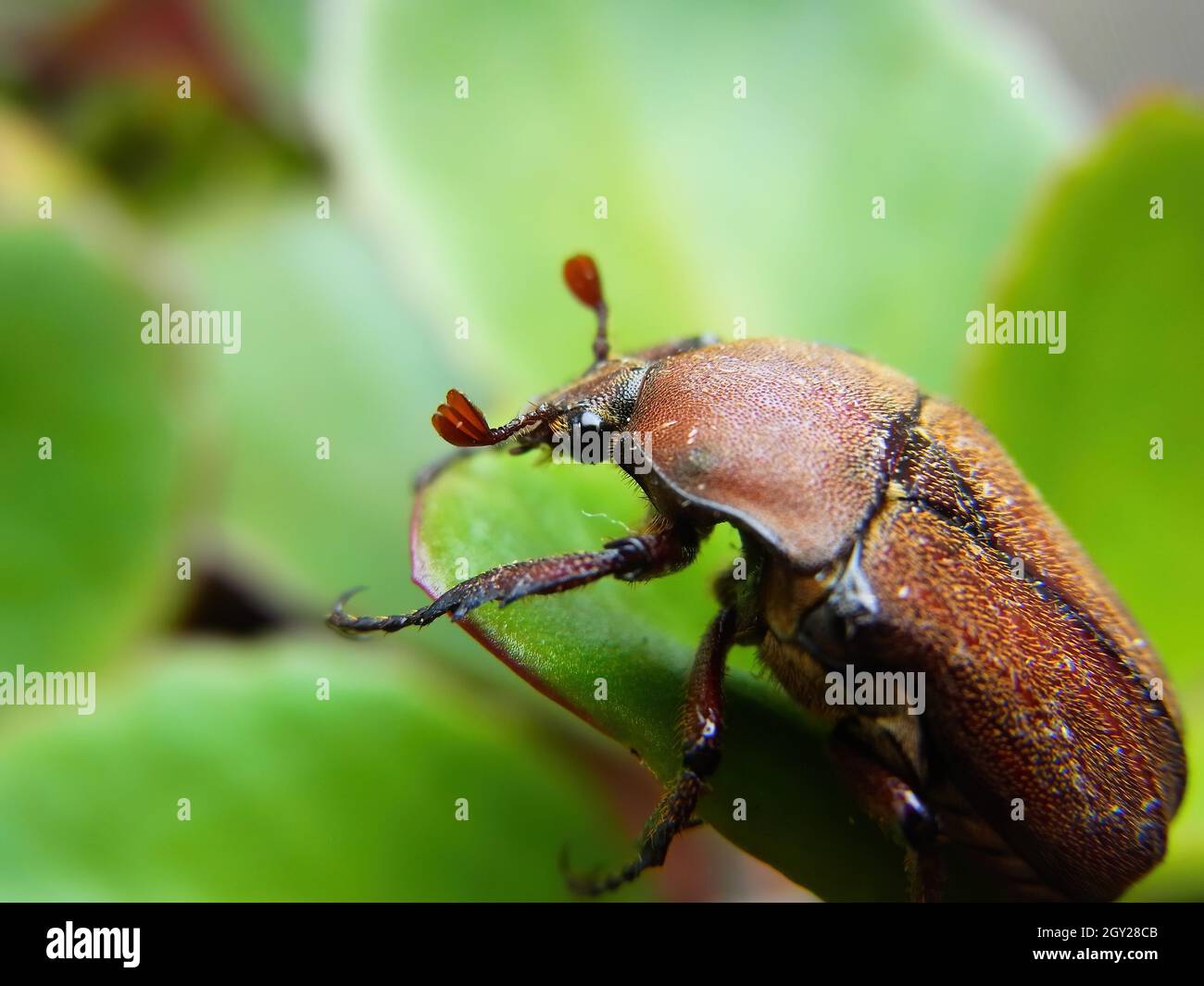 Garden foliage chafer beetle hi-res stock photography and images - Alamy