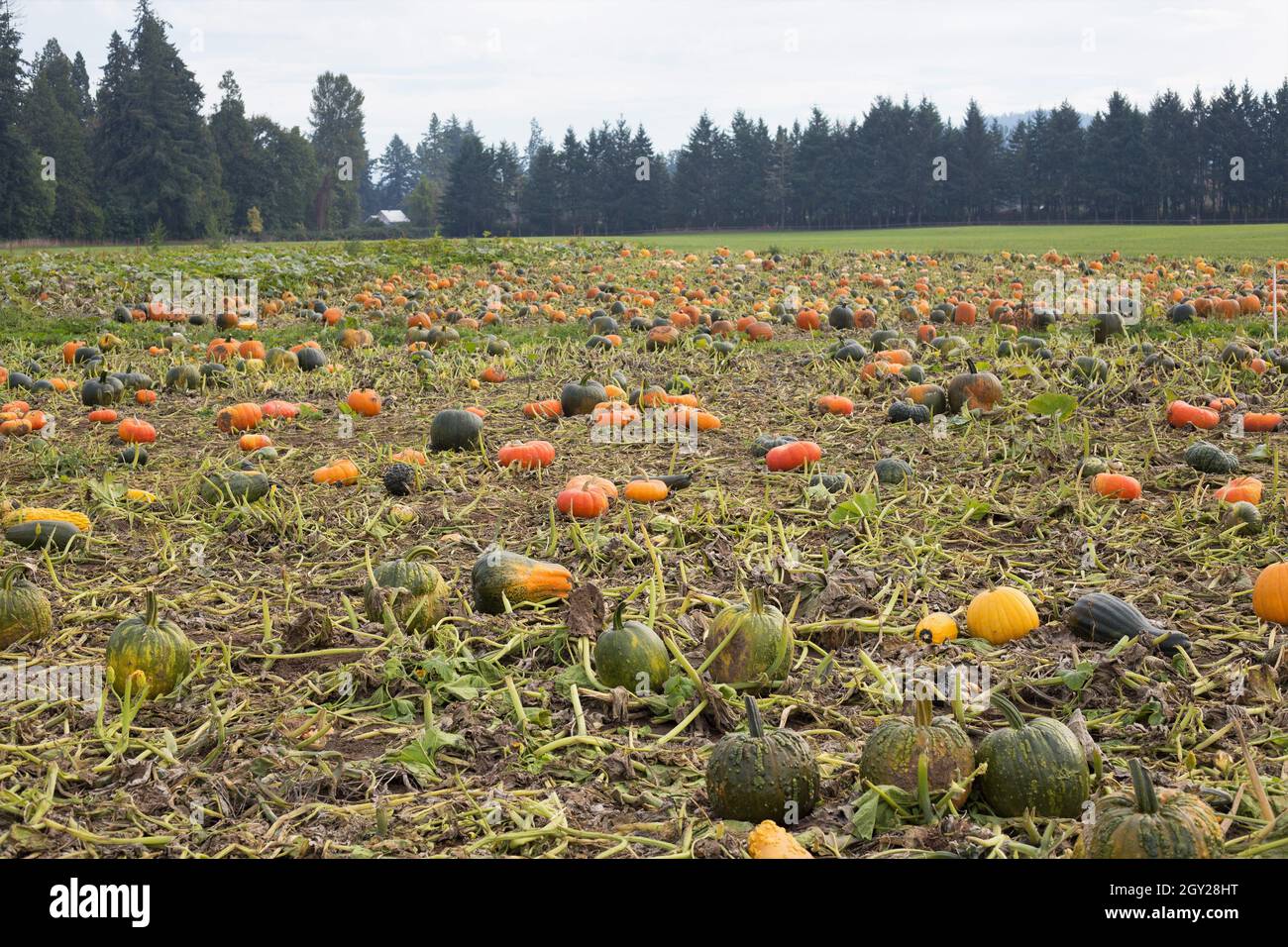 Different colors different colours hi-res stock photography and images ...