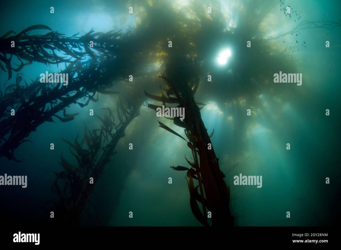Macrocystis humboldtii hi-res stock photography and images - Alamy