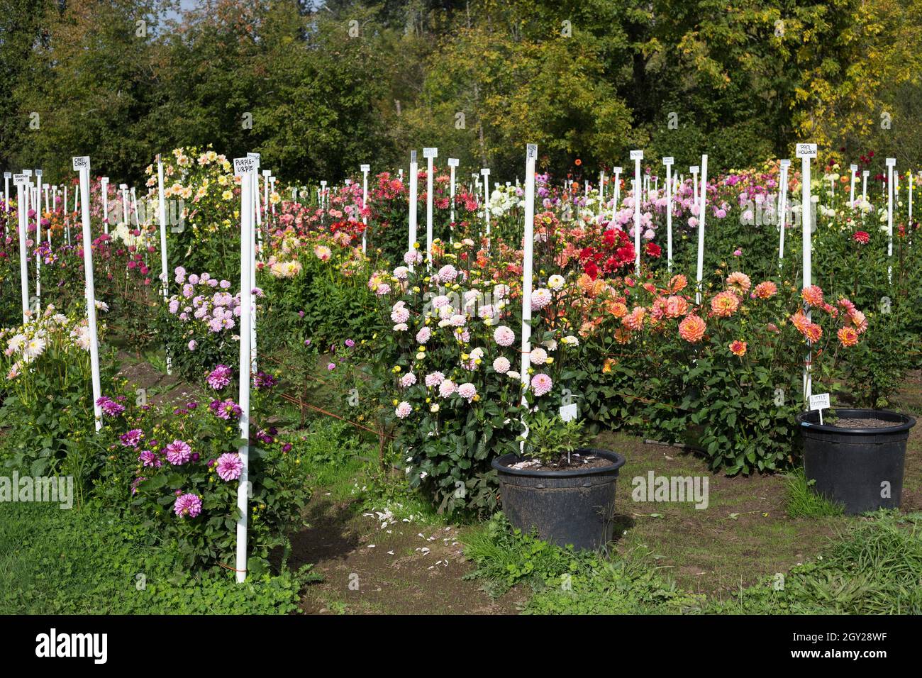 Rows of Dahlia flowers growing on a small dahlia farm Stock Photo - Alamy