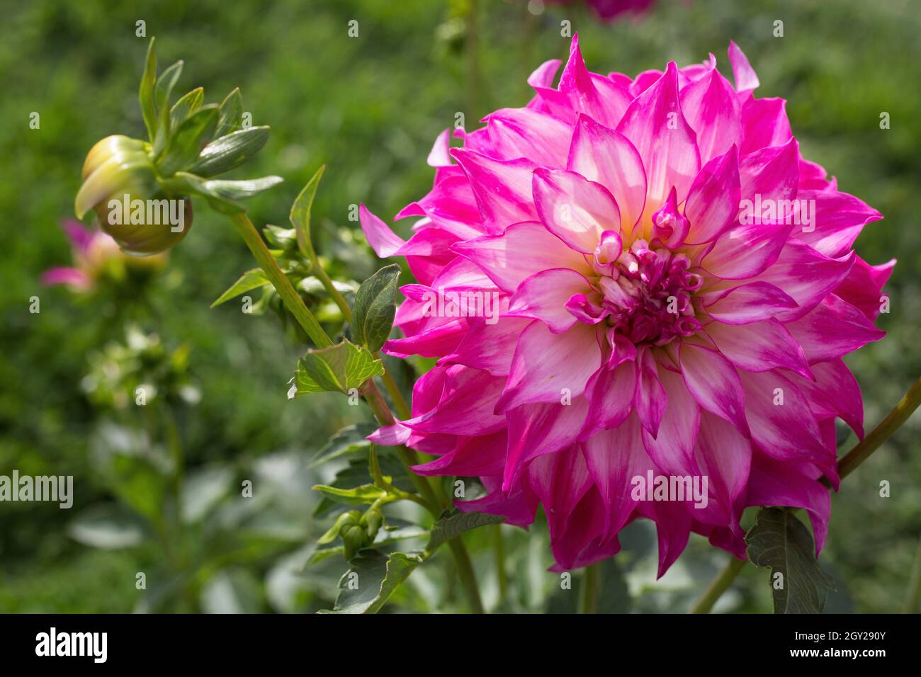Colorado classic hi-res stock photography and images - Alamy
