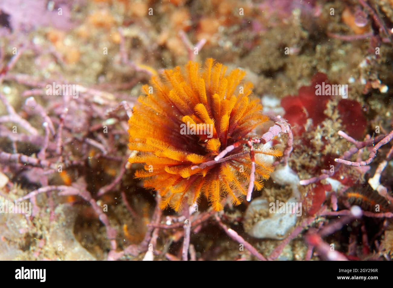 Yellow crinoid hi-res stock photography and images - Alamy