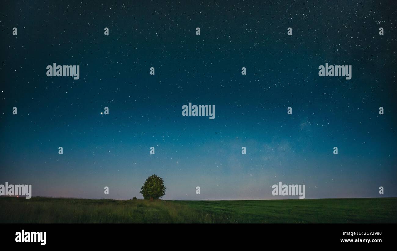 Blue Night Starry Sky Above Lonely Tree In Meadow. Glowing Stars And ...