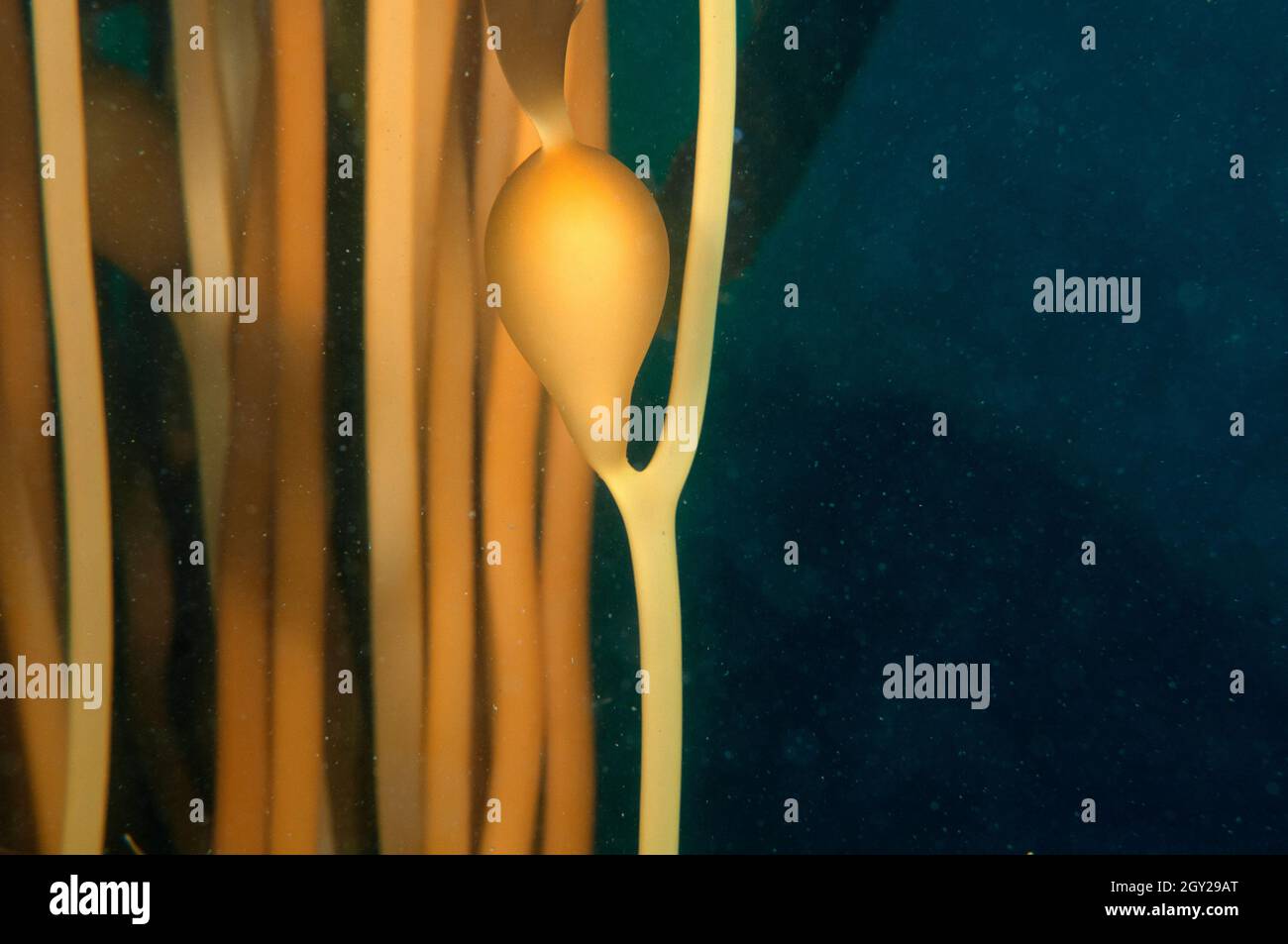 Bladder detail of a giant kelp, Macrocystis pyrifera, order ...