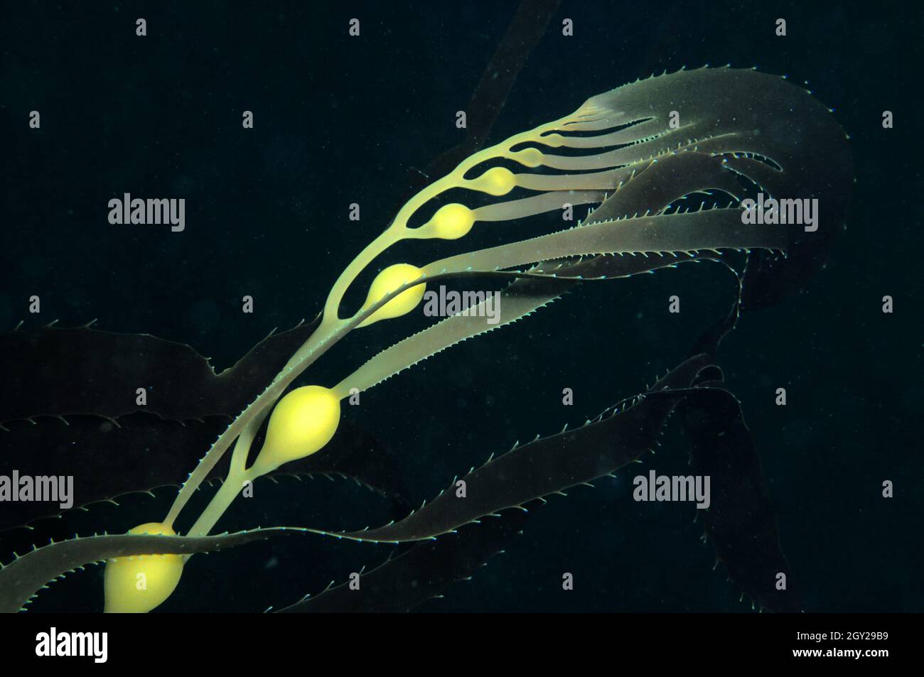 Bladders of a giant kelp, Macrocystis pyrifera, order Laminariales ...