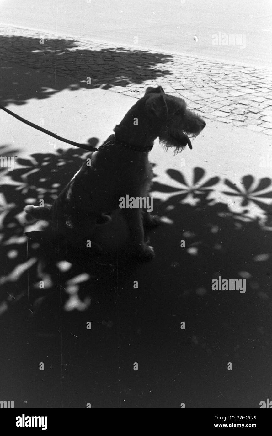 Gassi gehen hi-res stock photography and images - Alamy