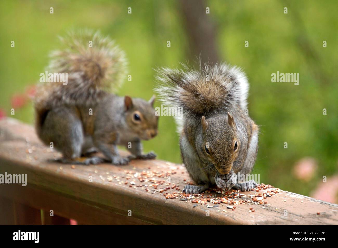 Two gray squirrels lured by birdseed as the dominant one eats and the ...