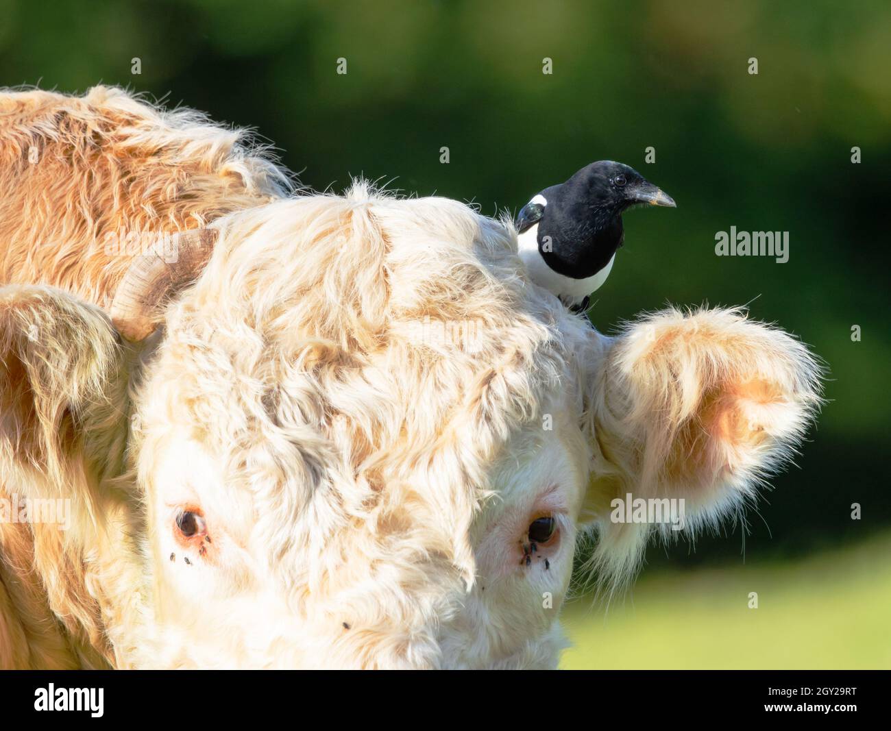 Magpie on its head hi-res stock photography and images - Alamy