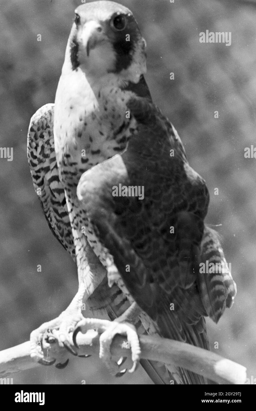 Ein Falke im Stuttgarter Zoo Wilhelma, Deutschland 1930er Jahre. A ...