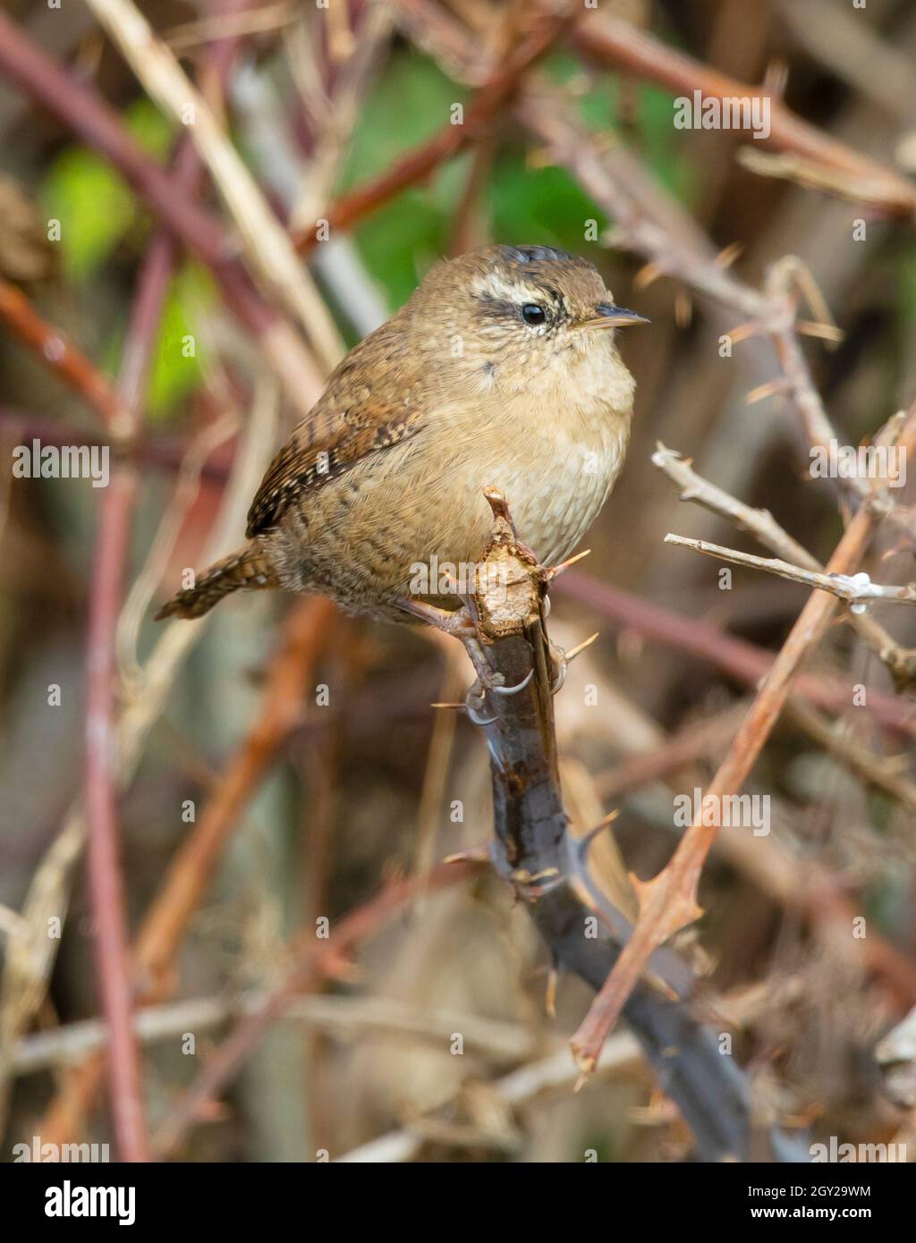 Little wren in a bramble hedge Stock Photo - Alamy