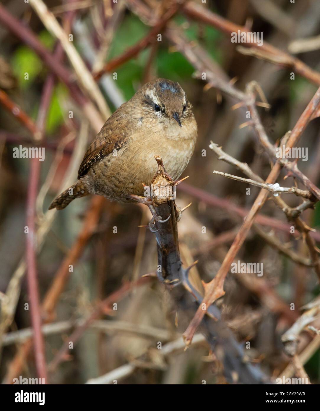 Little wren in a bramble hedge Stock Photo - Alamy