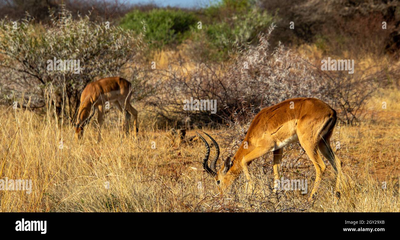 Impala antelope feed on grass in the African countryside Stock Photo ...