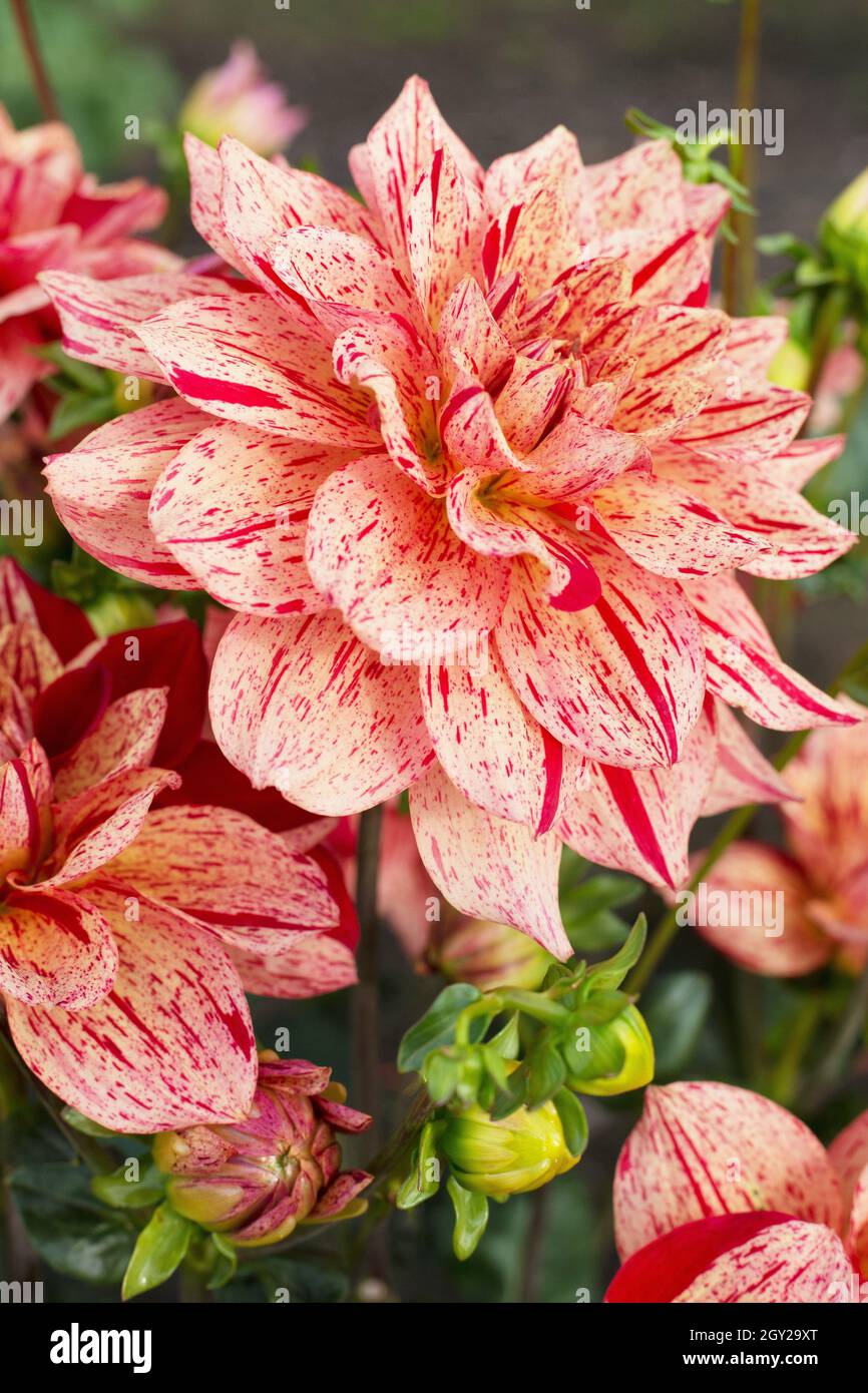 Heirloom dahlia 'Nonette' Stock Photo - Alamy