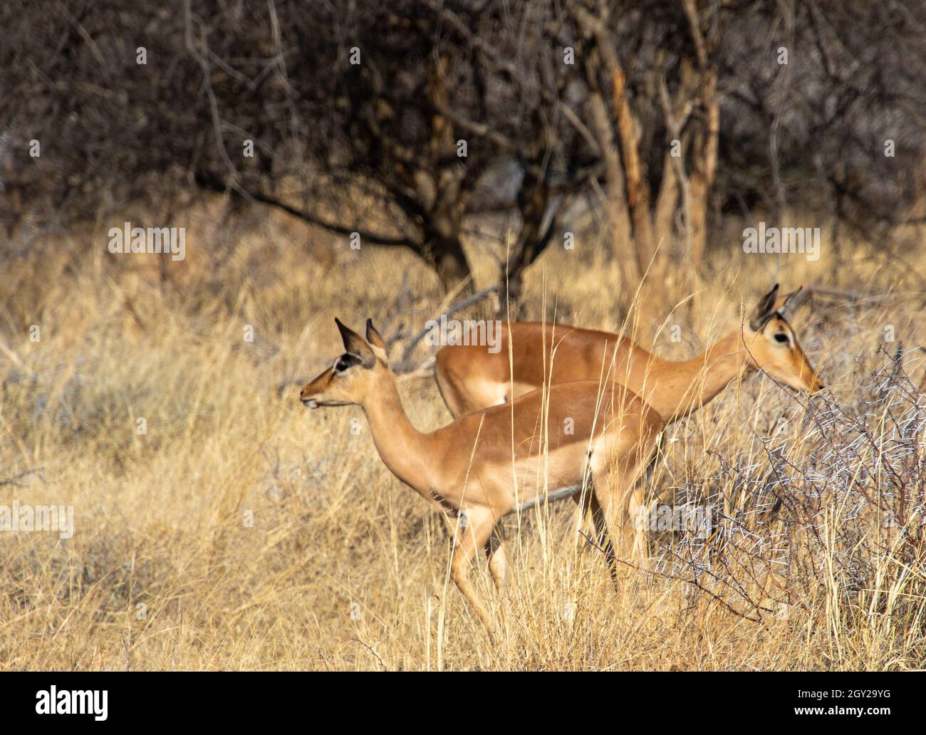 Mabalingwe nature reserve hi-res stock photography and images - Alamy