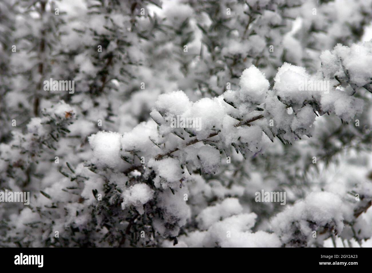 Arctic azalea hi-res stock photography and images - Alamy