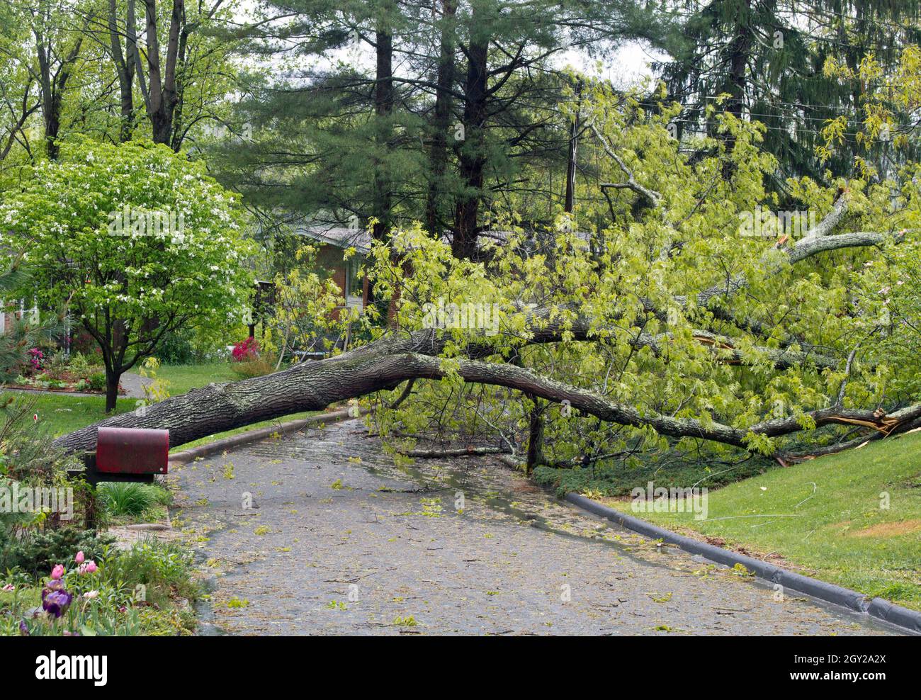 Making the most of fallen tree hi-res stock photography and images - Alamy