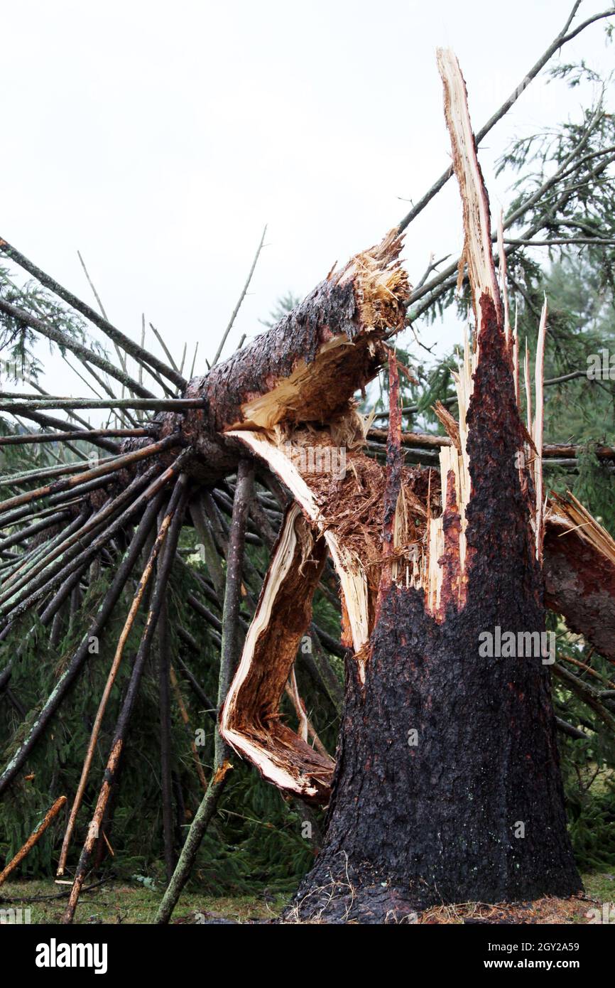 Tree Snapped In Half High Resolution Stock Photography and Images - Alamy