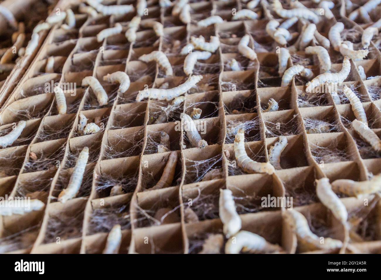 Silkworm farm in a village near Hsipaw, Myanmar Stock Photo - Alamy