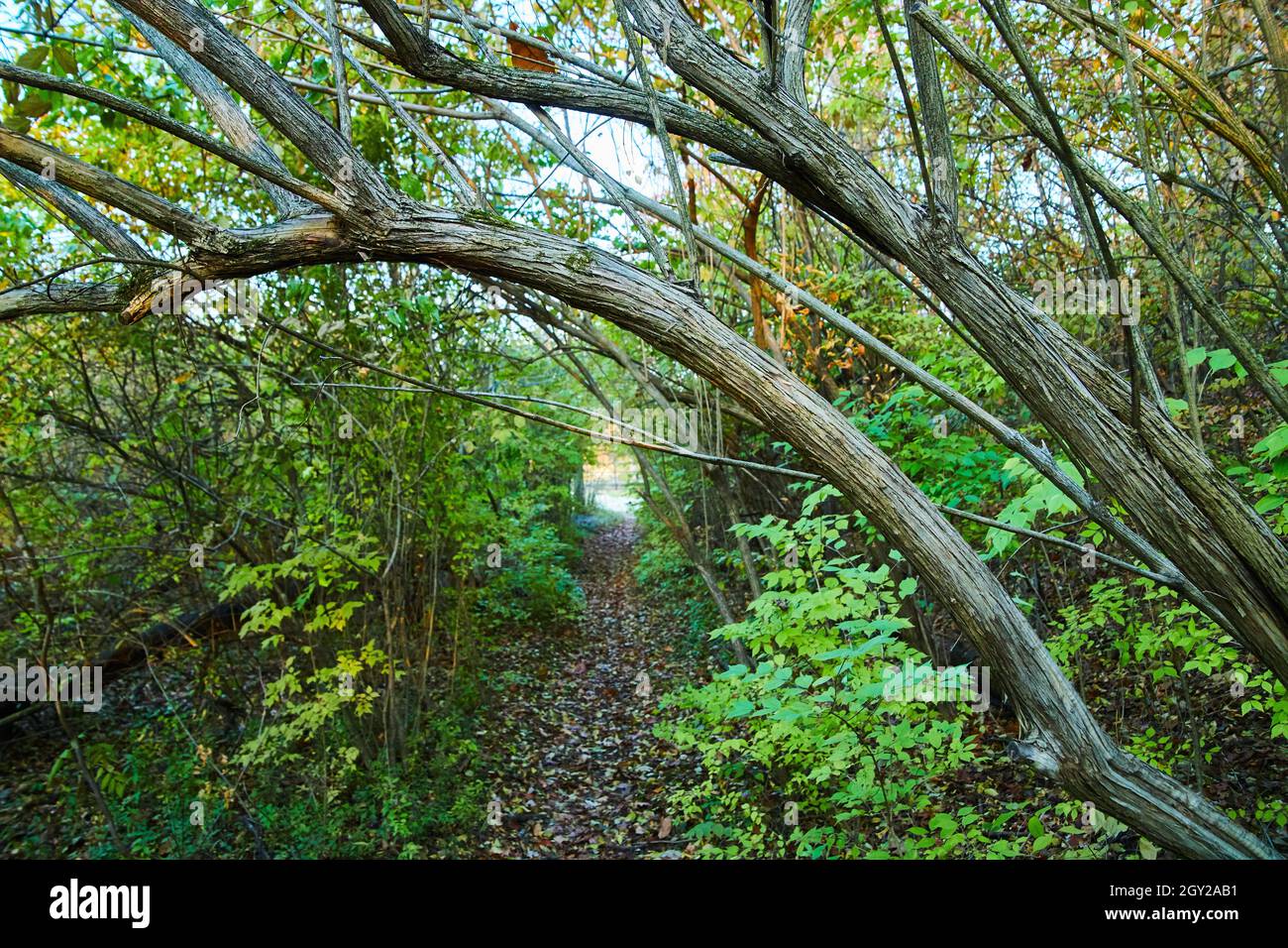 Small forest walkway with bent tree branches and lush green Stock Photo ...