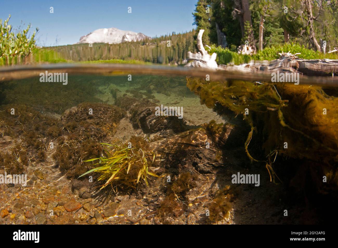 Shallow underwater view of rocks in a creek and Mount Lassen, Lassen ...