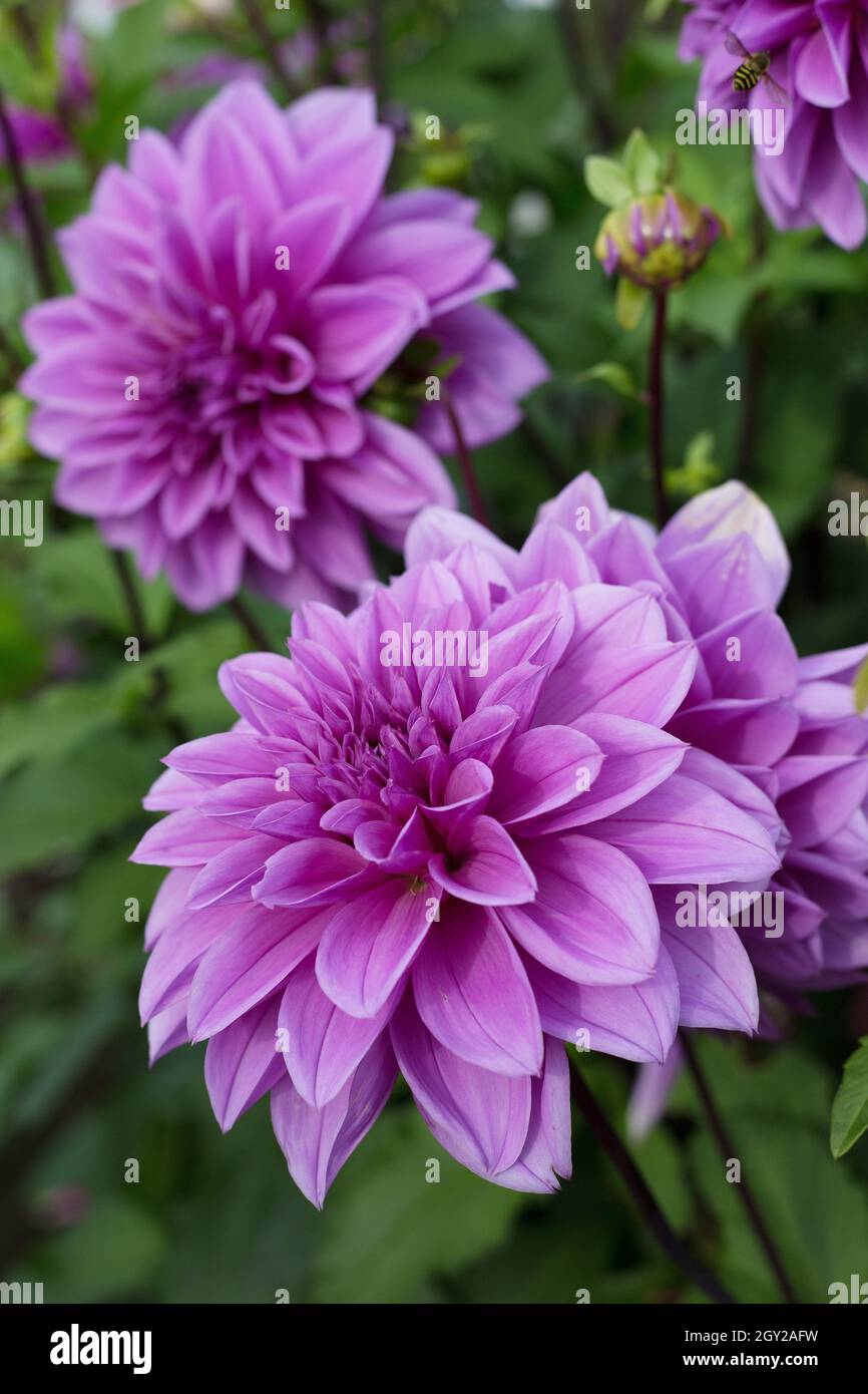 Dahlia 'Lilac Time' Stock Photo - Alamy