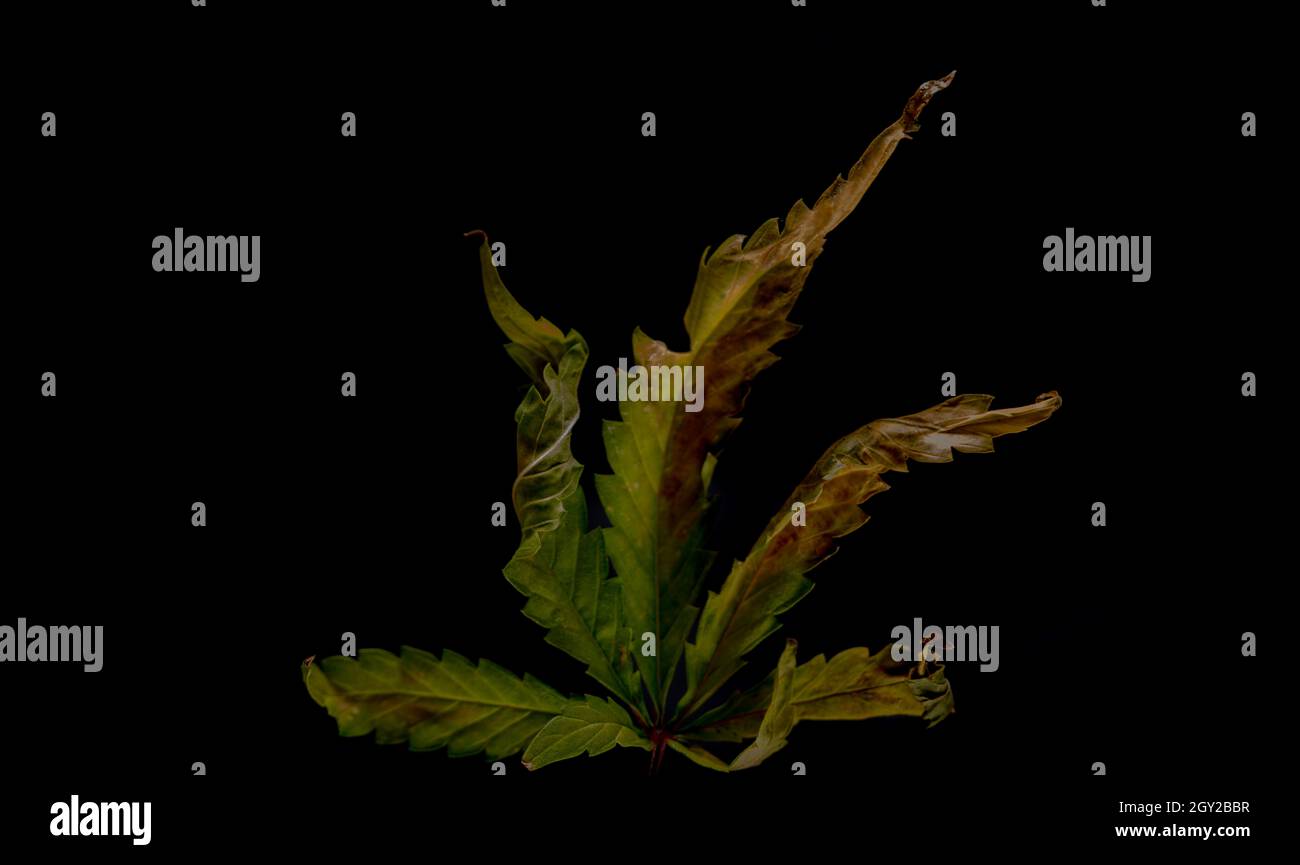 Dry marijuana color green leaf on white background Stock Photo - Alamy
