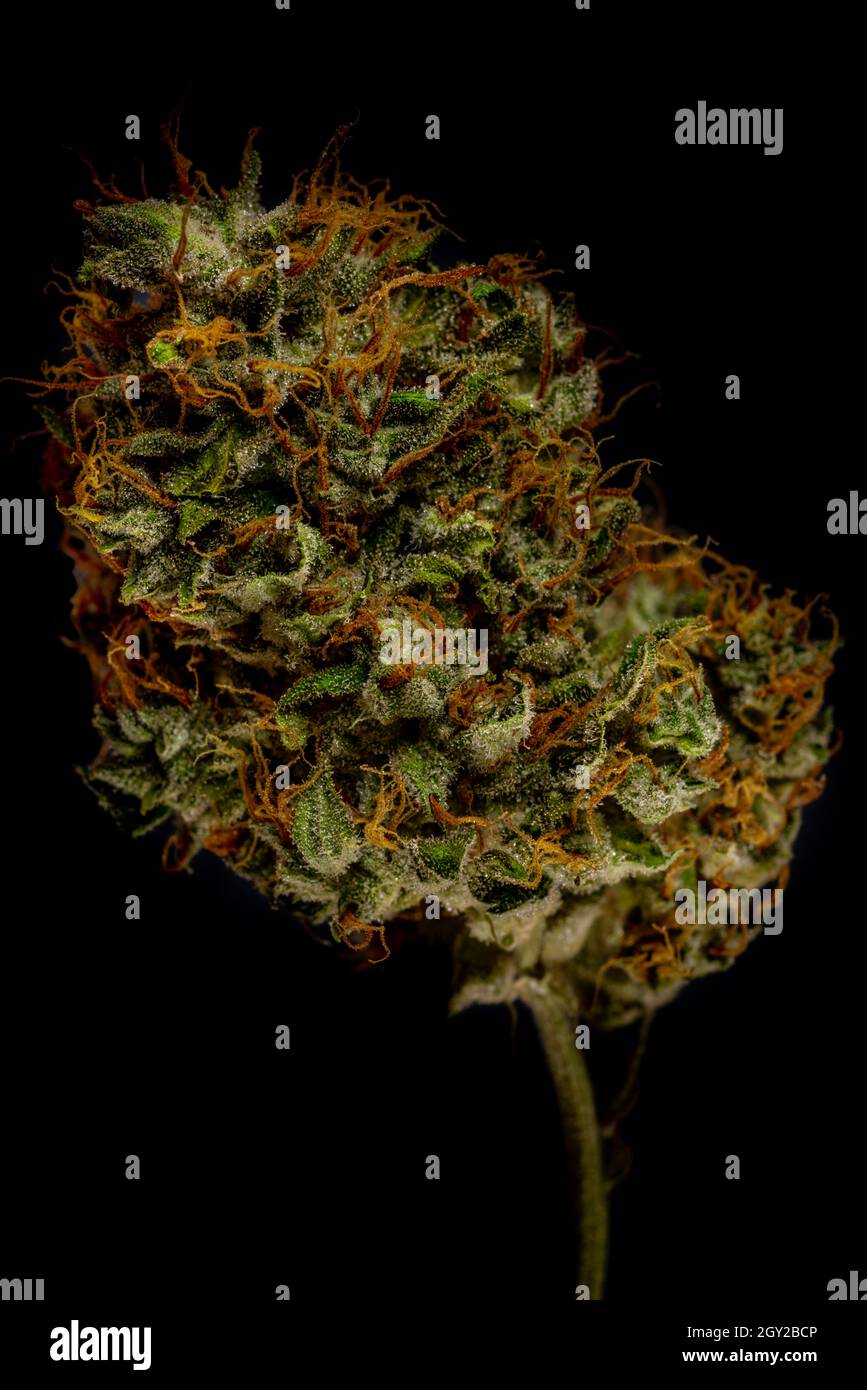 Dry marijuana color green color bloom on white background Stock Photo ...