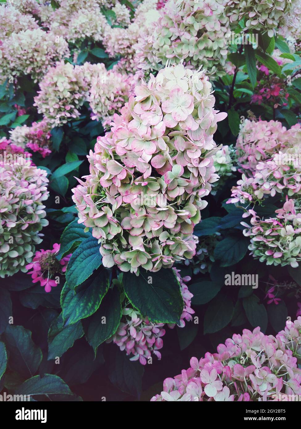 Hydrangea flowers in the evening garden Stock Photo - Alamy