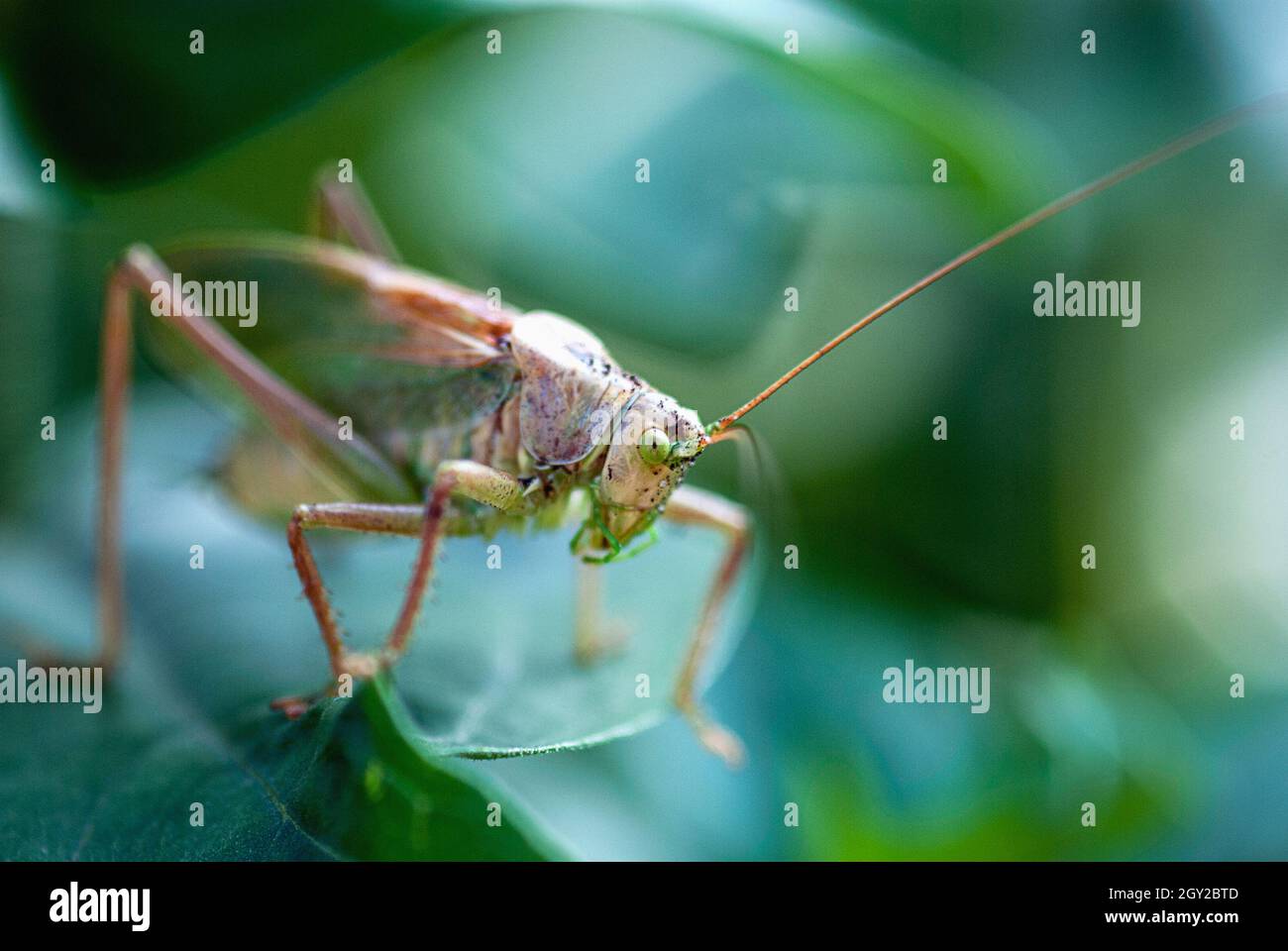 Locusts pests hi-res stock photography and images - Alamy
