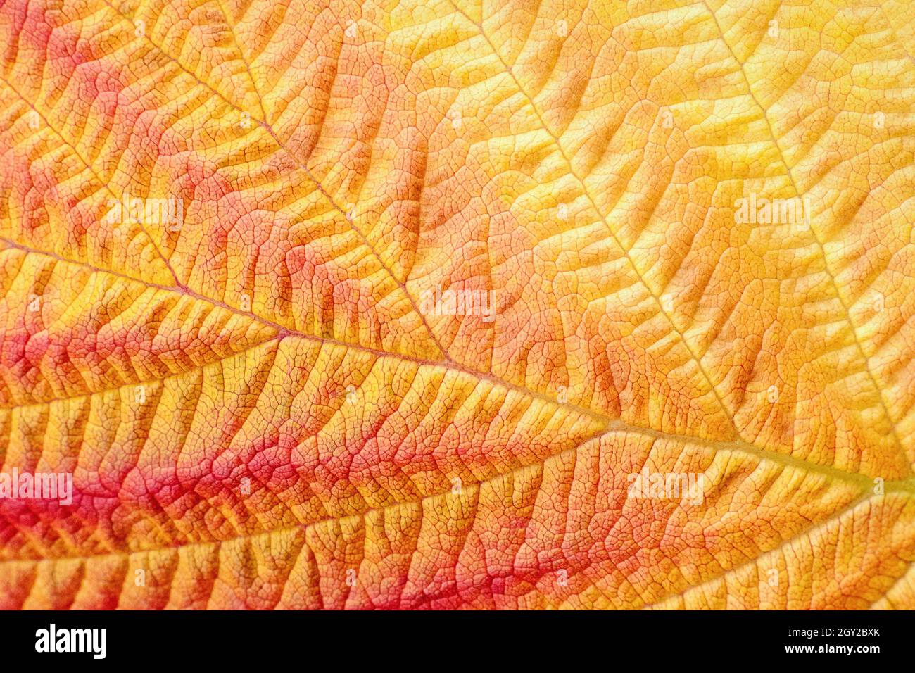 Autumn leaf macro texture and colors in fall season Stock Photo - Alamy