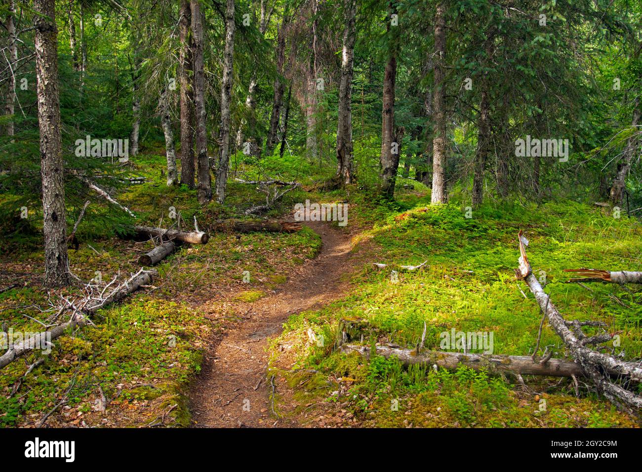 Hiking trail in the deciduous forest at Moose Creek, Moose Pass, Kenai ...