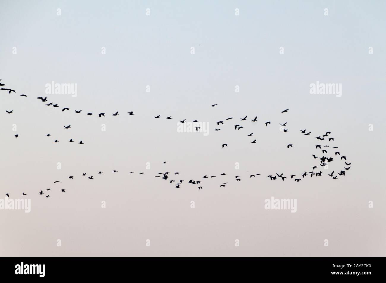 Migratory birds in V-shape formation Stock Photo - Alamy